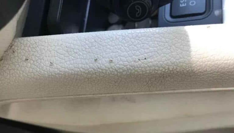 Get Rid Of Rampaging Ants In The Car Before They Bite!