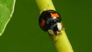 6 Little Black Bugs In The House That Move Slowly