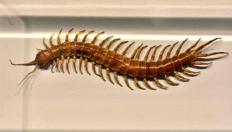How To Get Rid Of Centipedes And Stop Them From Returning