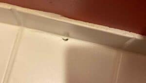How To Get Rid Of Silverfish In 5 Easy Steps That Work