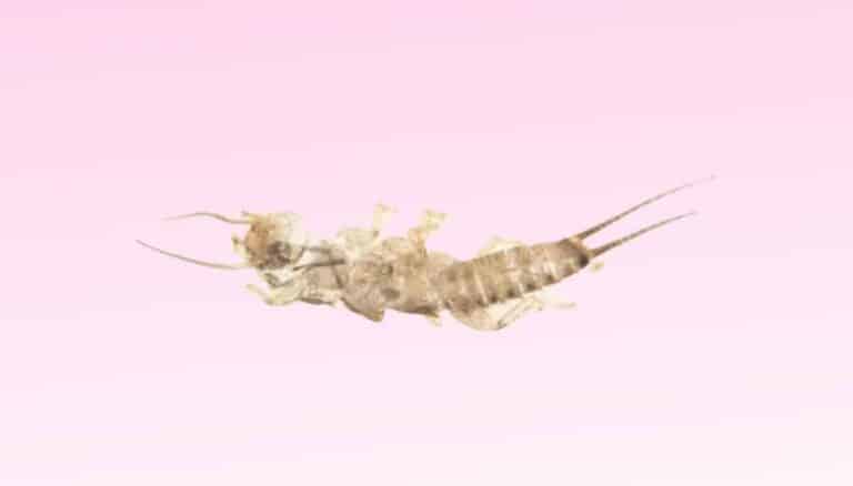 How To Get Rid Of Silverfish In 5 Easy Steps That Work