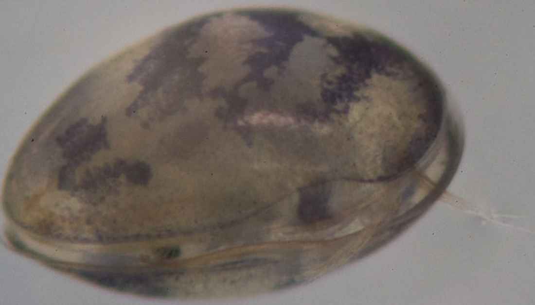 5 Tiny White Bugs On Reef Tank Glass Aquarium