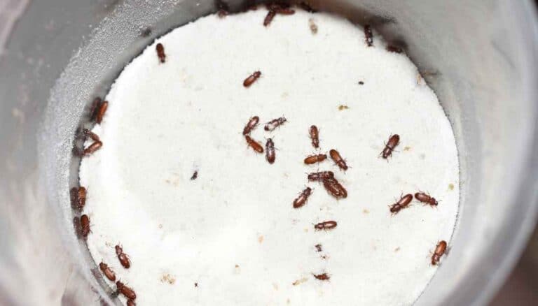 7 Tiny Red Bugs In Bed (Not Bed Bugs) And How To Get Rid Of Them