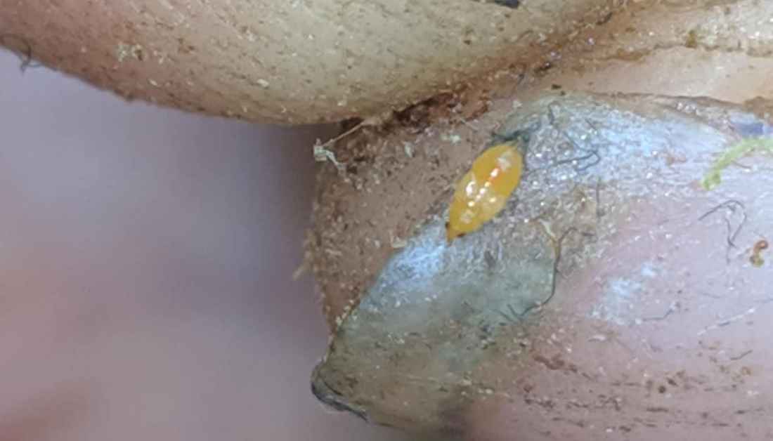 6 Tiny Yellow Bugs That Bite In Texas