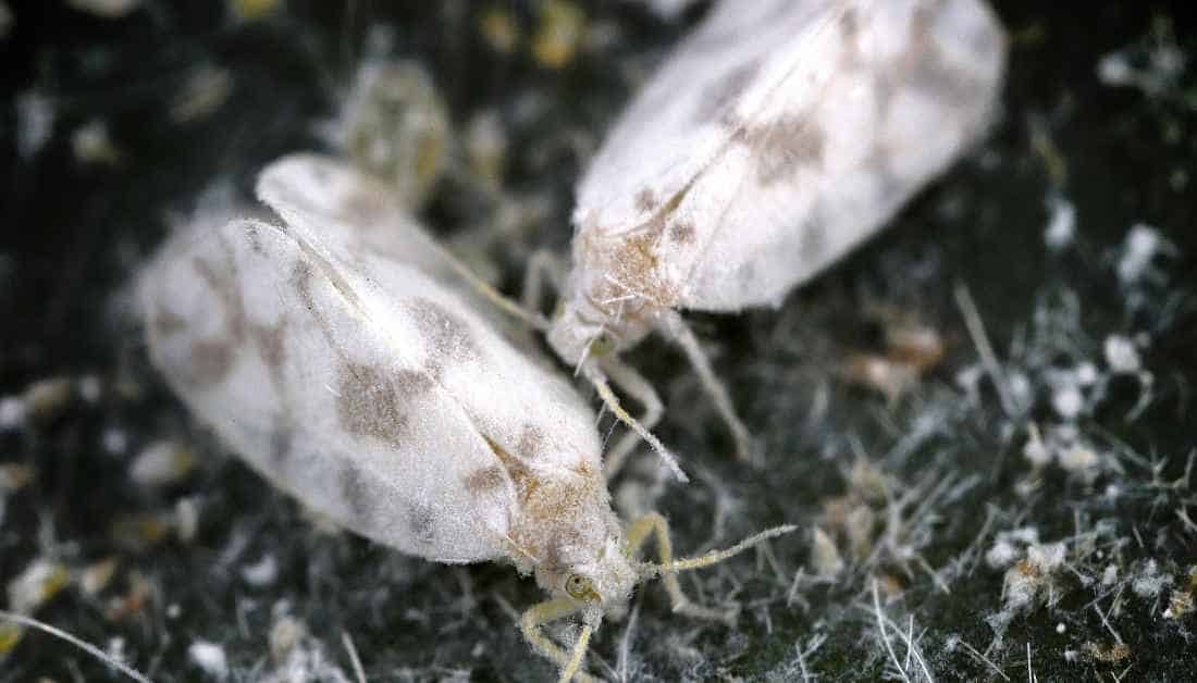 6 Tiny White Bugs All Over The Car, Reasons Revealed!
