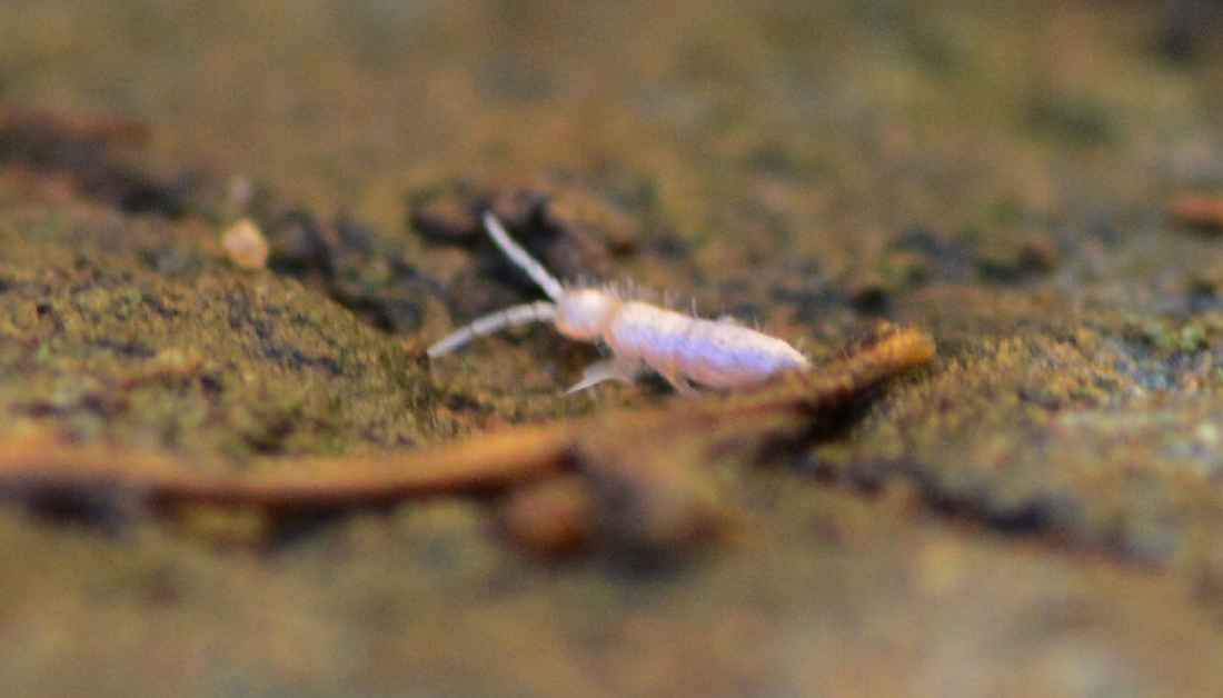 6 Tiny White Bugs All Over The Car, Reasons Revealed!