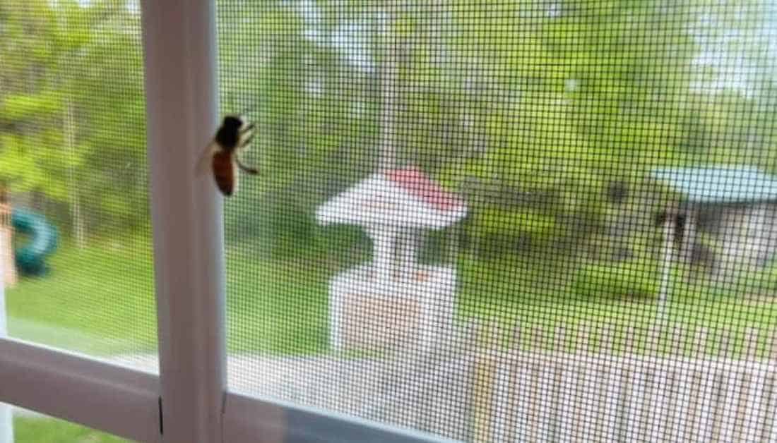 How To Keep Wasps From Building Nests - 7 Steps You Must Do