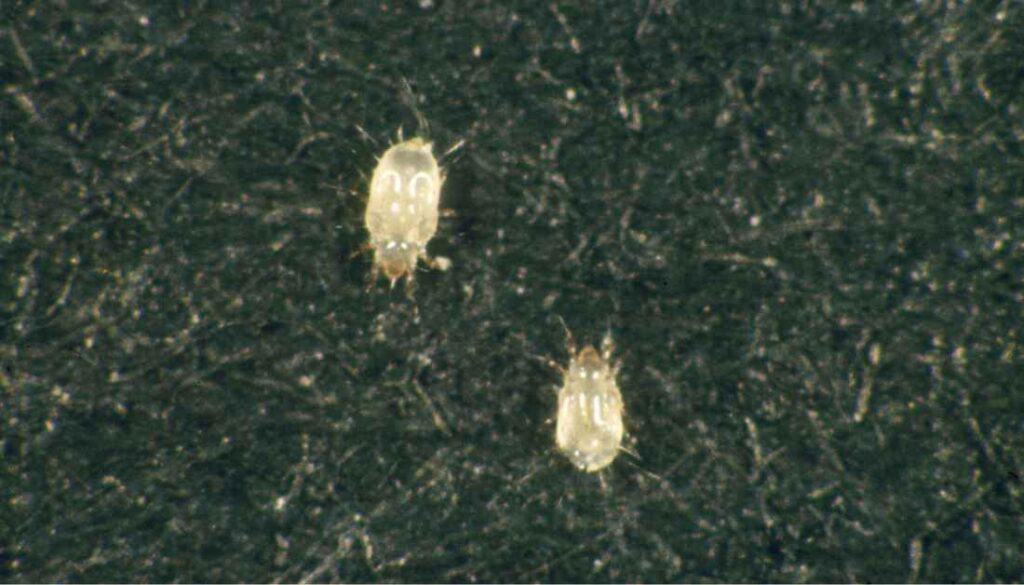 White Mites White Mites
