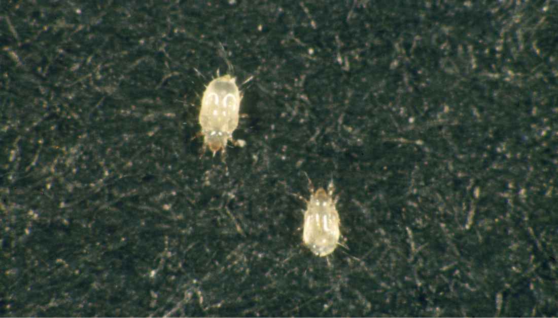 9 Deceptive Small Clear White Bugs In Your House