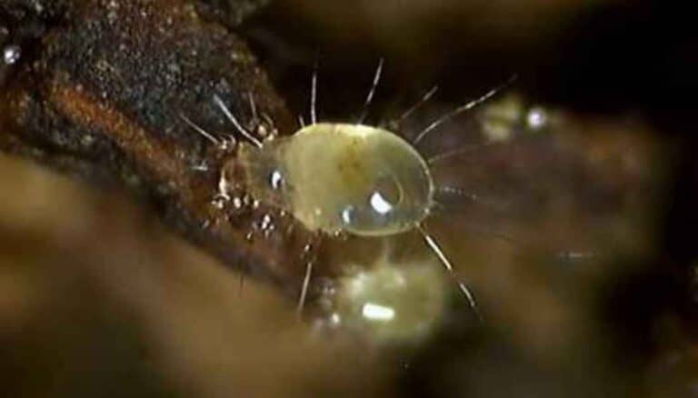 9 Tiny White Bugs That Look Like Dust (and Lint)