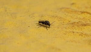 What Are Tiny Black Flying Bugs That Bite