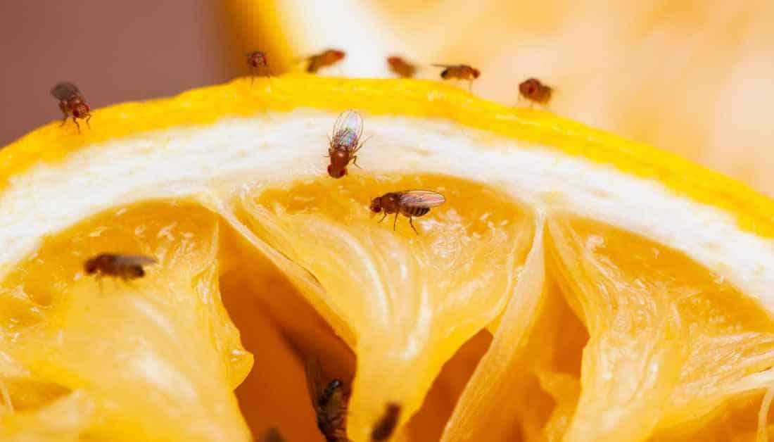 Where Do Fruit Flies Lay Eggs And How To Kill Fruit Fly Eggs