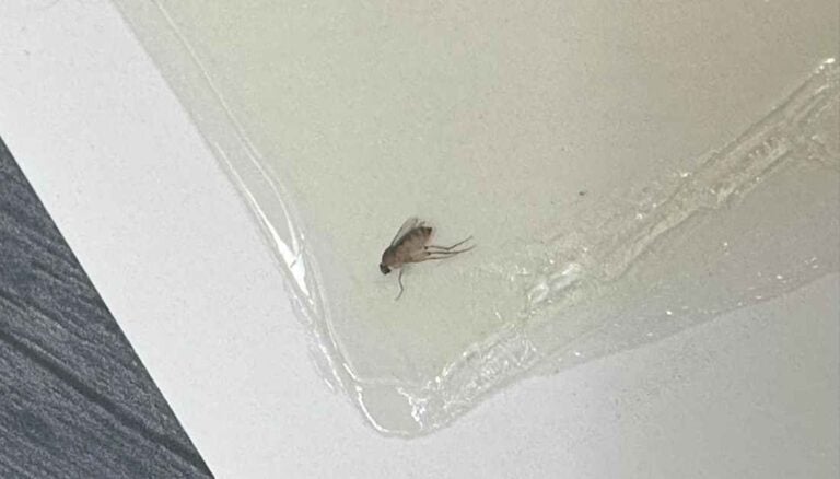 3 Small Black Flying Bugs In The House, Not Fruit Flies