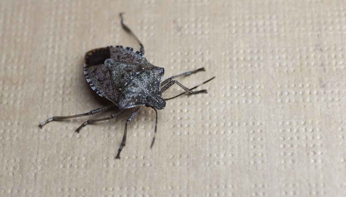 11 Tiny Brown Bugs In Bathroom - An Easy ID Guide