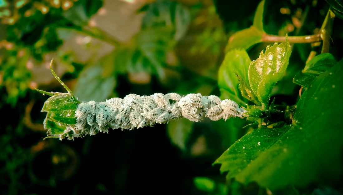 How To Get Rid Of White Bugs On Indoor Plants