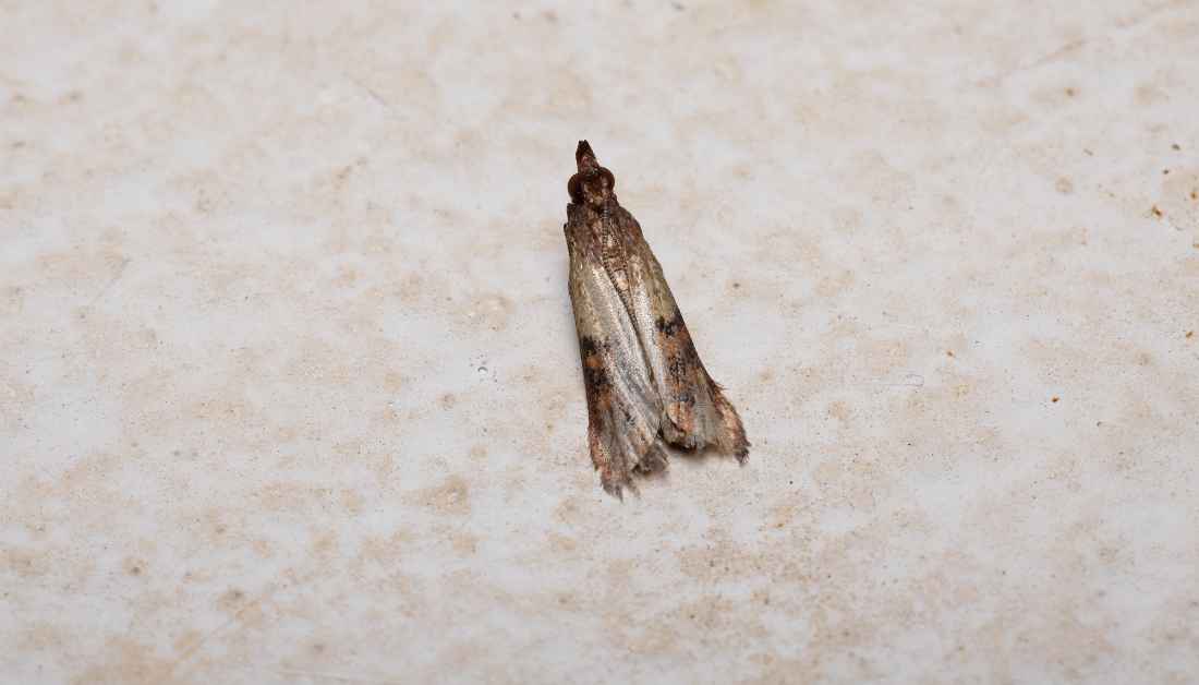 21 Tiny Bugs On Walls And Ceiling That You Must Get Rid Of