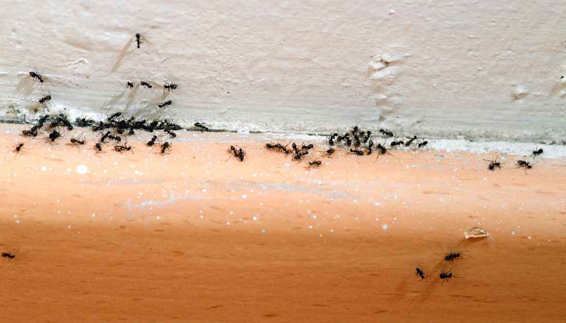 7 Tiny Shower Grout Bugs In Bathrooms