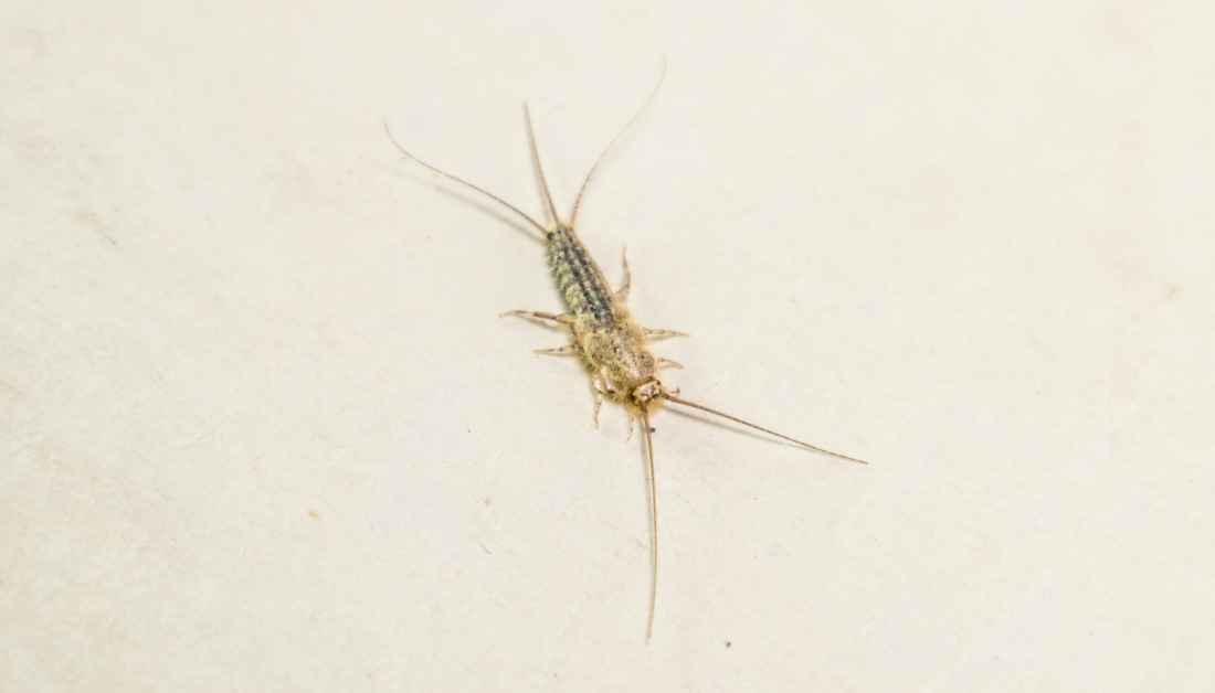 Silverfish In Ceiling: Causes And Effective Removal Strategies