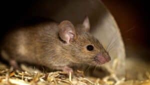 11 Common Closet Pests - An Identification Guide