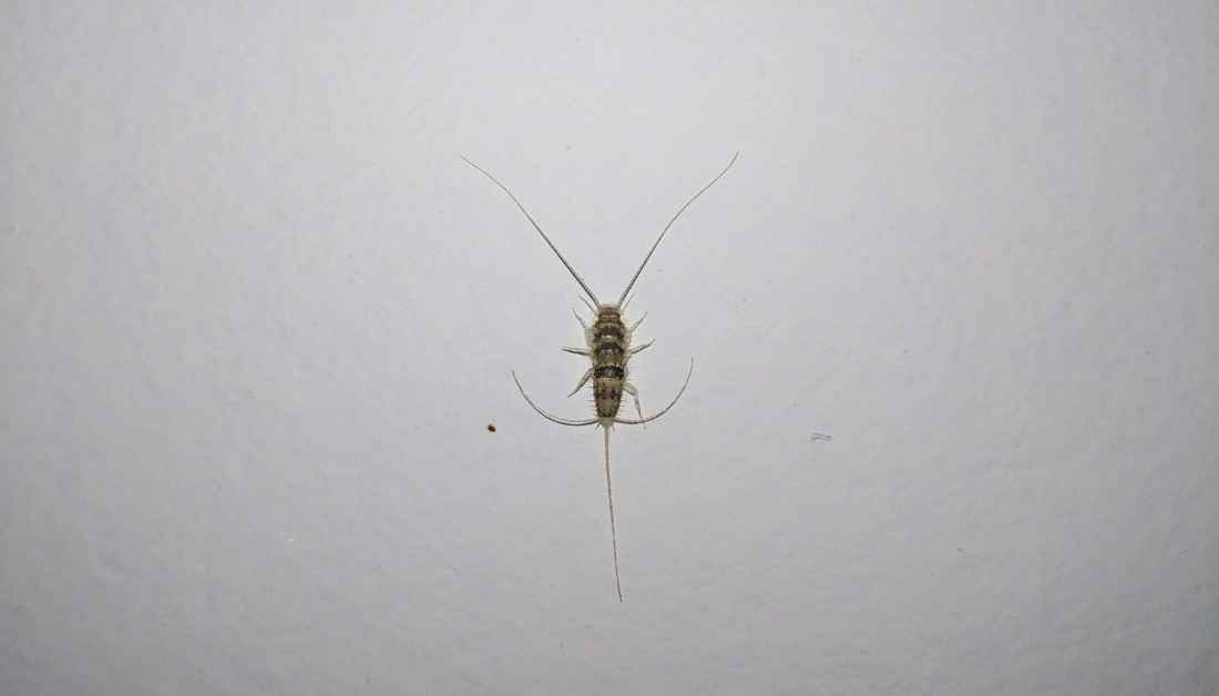 Silverfish In Ceiling: Causes And Effective Removal Strategies
