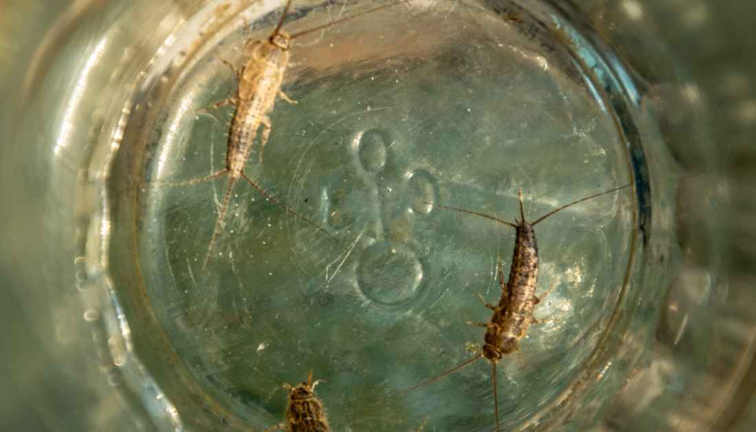 Silverfish In Bathroom Remedy - Elimination Methods That Work